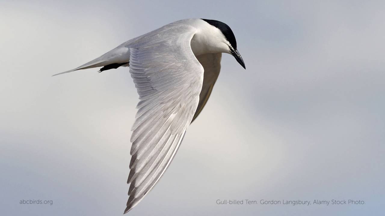 Gull-billed Tern Call