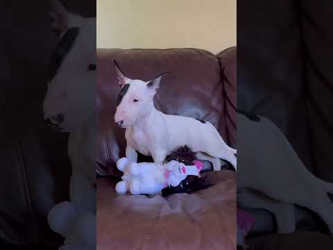 Lusero Bull Terrier #dog #bullet #bullterrier #pitbull #love #puppy #beautiful #bulldog #chihuahua
