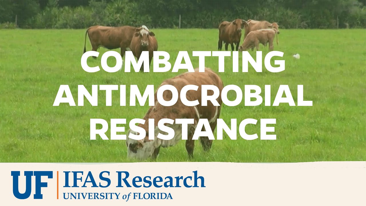 UF/IFAS Research | Combatting Antimicrobial Resistance in Cattle