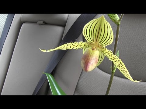 Paph earns award! • MoBot Climatron • Titan Arum
