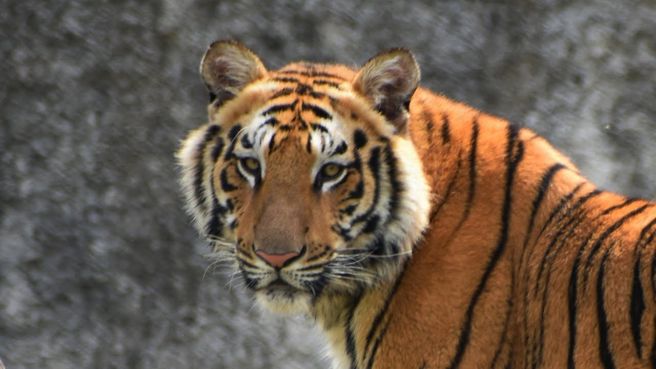 Regal Majesty: The Majestic Tiger @LogoCraftPro