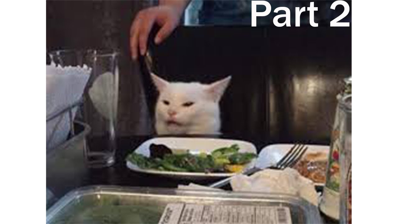 Confused Cat Memes | Cont'd