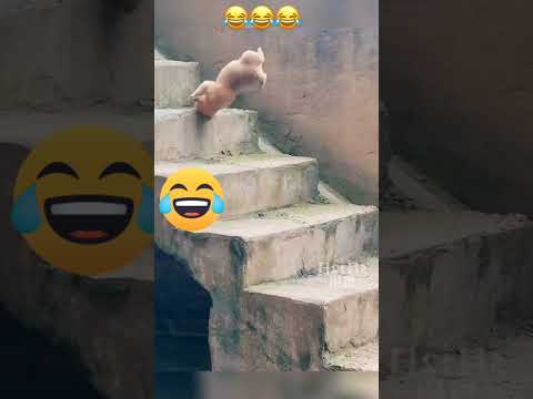 #anjing lucu jatuh dari tangga dengan berbagai macam gaya#vidioshort