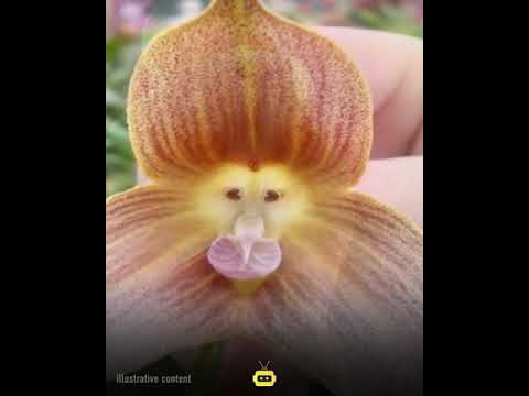âMonkey-Facedâ Orchids