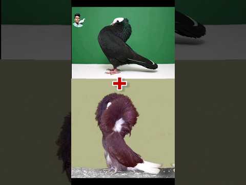 Mukkhi Pigeon cross Breeding with Jackobin Pigeon. Shockingπ²result #fancy_pigeon #crossbreed #shorts