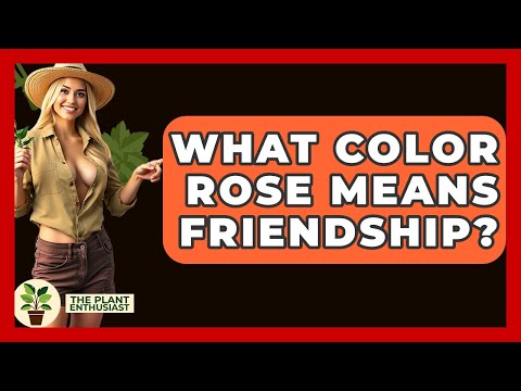 What Color Rose Means Friendship? - The Plant Enthusiast