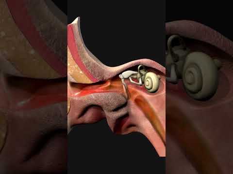 Ear Canal #ear #biology #medical #anatomy
