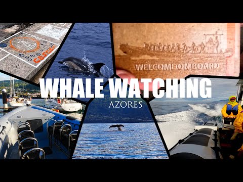 Whale watching - Azores - Pico and Sao Miguel