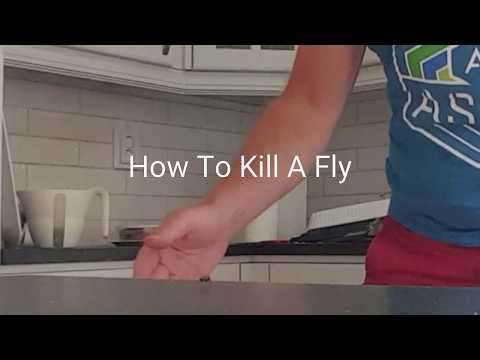 How To Kill A Fly – L.A.M.A.R