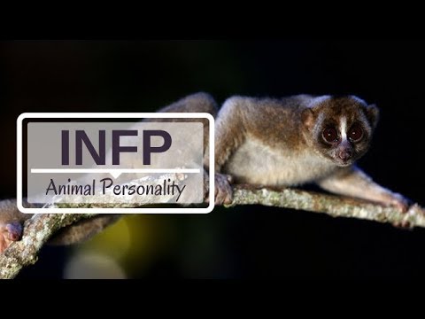 INFP Animal Personality - Myers Briggs Personality Type