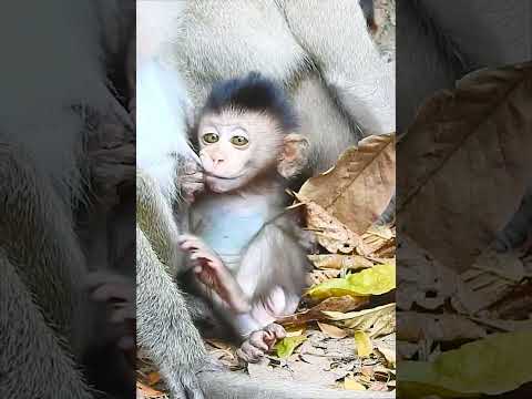 😍 Funny & Adorable 😍🐒 Baby Monkeys Daily Life Videos 2022 🐒 #reels #monkey #animals #viral 44