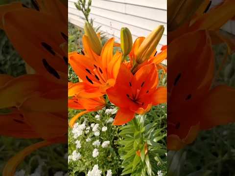 #shorts #lilies #orangelilies Lilies that are orange