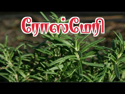 ரோஸ்மேரி செடி |rosemary plant|in tamil|malli mooligai