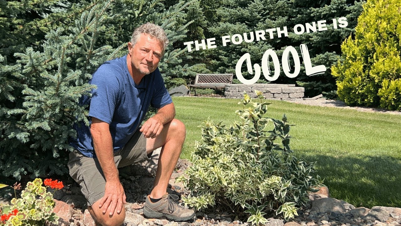 Four Great Variegated Shrubs