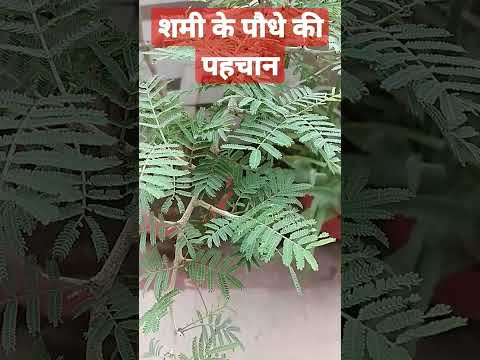 # शमी के पौधे को कैसे पहचाने #short