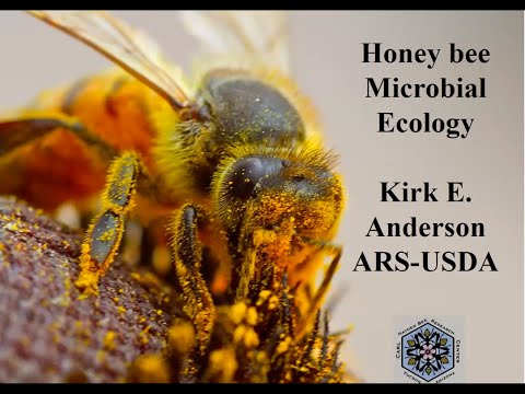 Honey Bee Microbial Ecology - Kirk E. Anderson