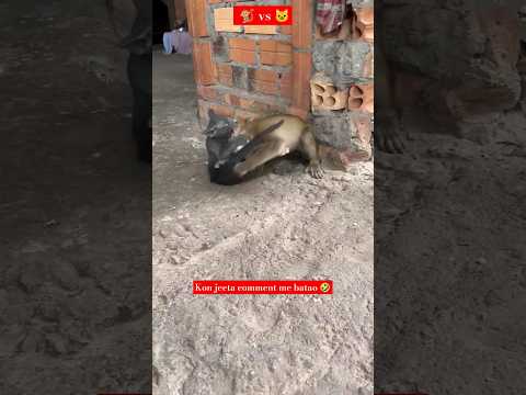 monkey vs Cat fight ???? #fight #monkeyfight #cat #catlover #monkey #fighting #viral #shortvideos