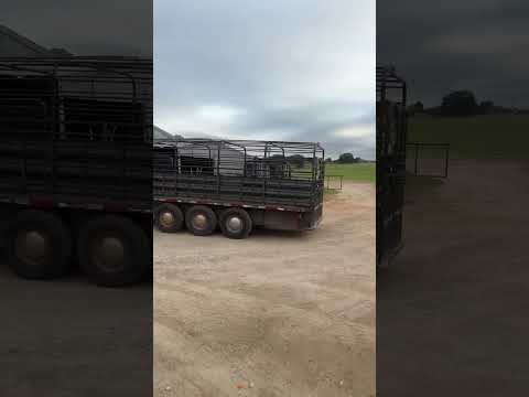 Semi pro ranchers! We are a 4th generation cattle ranch building a direct to community beef company!