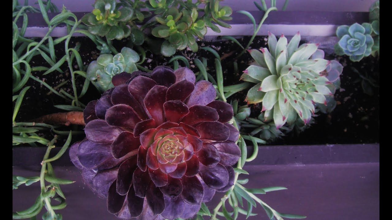 Crassula plants - Succulent flowers - Crassulaceae - Денежное дерево