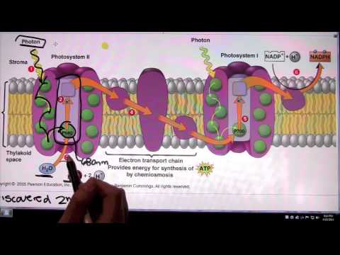 Photosystem 2 and Photosystem 1