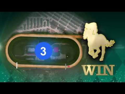 Betting 101 - Win Place Show