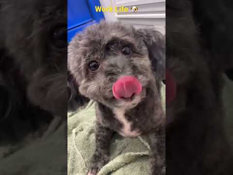 Five Dogs in Mobile Grooming Van #shorts #dog #dogs #pets