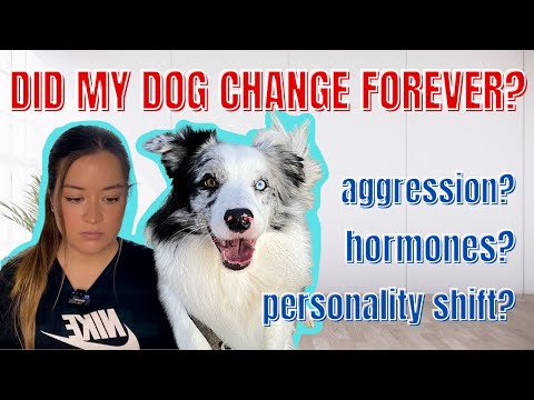Do I REGRET Neutering My Dog? (How My Dog Changed From Neuter Surgery)