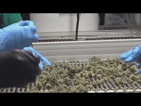 S.C. Senator advocates for medical marijuana for 2026