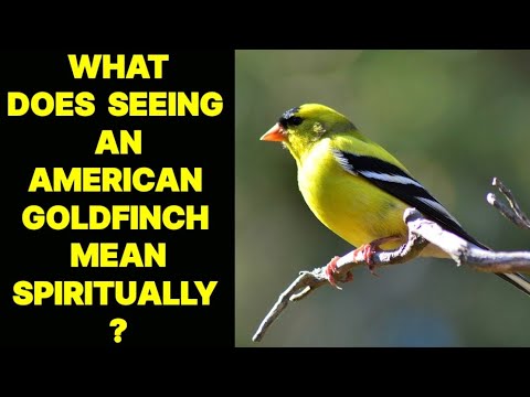 WHAT DOES SEEING AN AMERICAN GOLDFINCH BIRD MEAN SPIRITUALLY ?