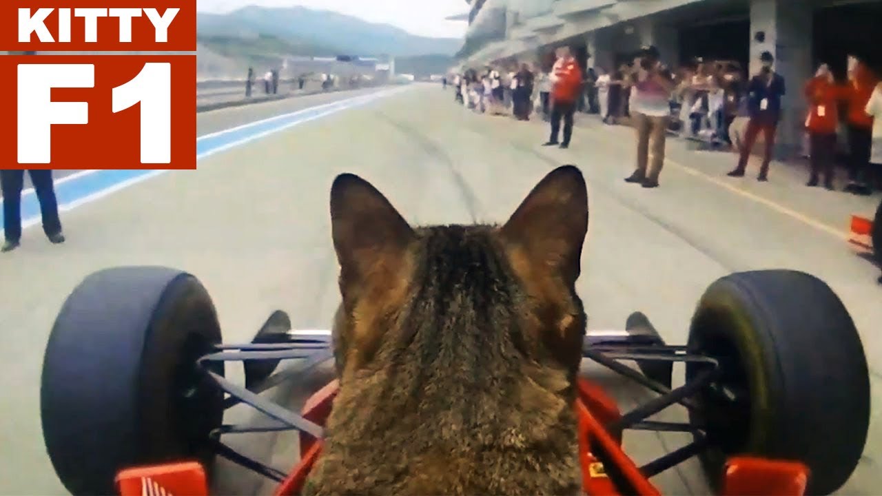 Pet Cat 'Drives' Ferarri F1 Race Car
