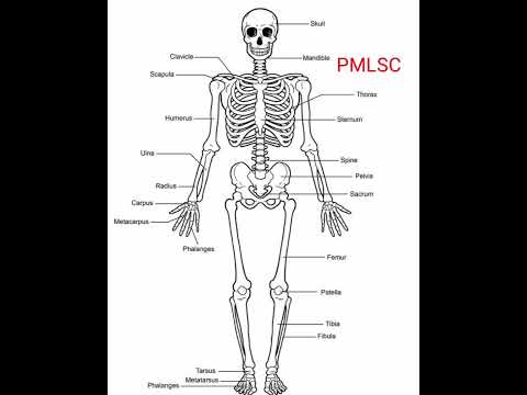 Human Body Bones Name - PMLSC @PMLoveScienceClasses