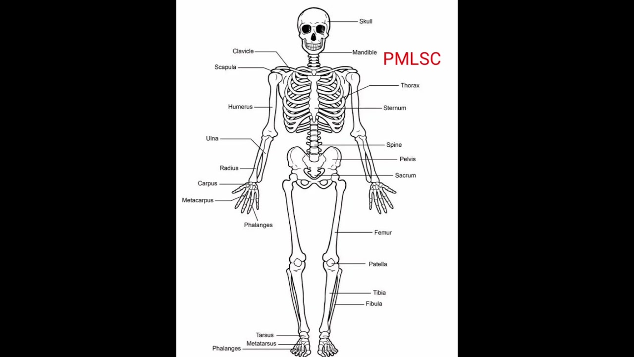 Human Body Bones Name  - PMLSC  @PMLoveScienceClasses