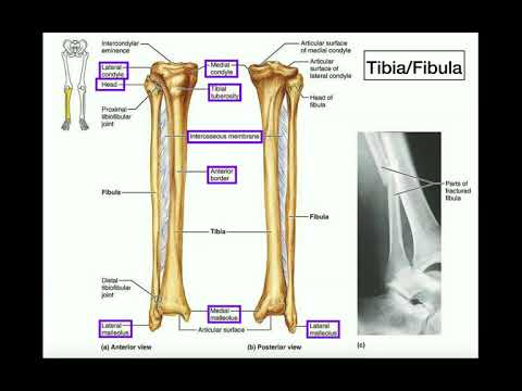 Anatomy | Specific Parts of the Tibia & Fibula [+ Left vs. Right]