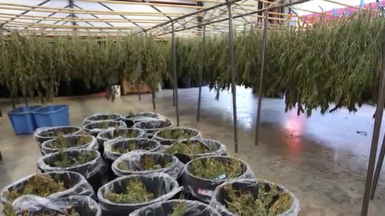 Pro Tips for Proper Drying and Curing