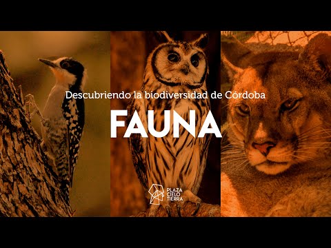 DESCUBRIENDO LA BIODIVERSIDAD DE CÓRDOBA: Fauna