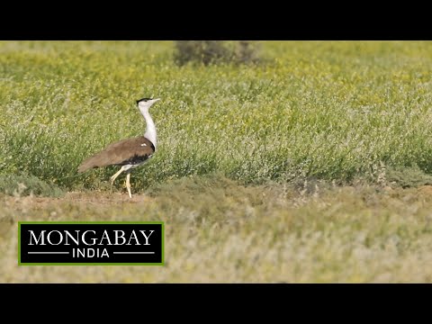 Local communities protect the great Indian bustard in Rajasthan