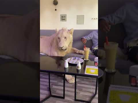Lion????as ????pet at ????home in ????Dubai