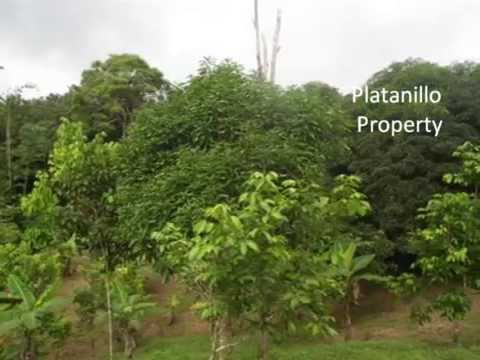 Dominical Real Estate 2.5 acres Very Usable Property With Many Fruit Trees Creek Waterfall Access!!
