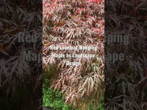 Red Laceleaf Weeping Maple - Tamukeyama as Garden Landscape Design