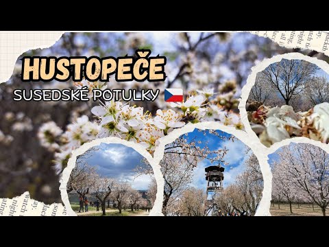 HUSTOPEČE - mandľové sady