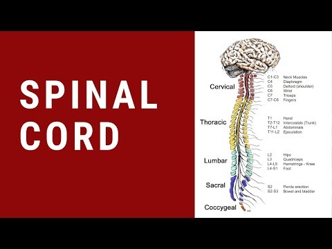 Spinal cord and spinal nerves ( Explained in Urdu )