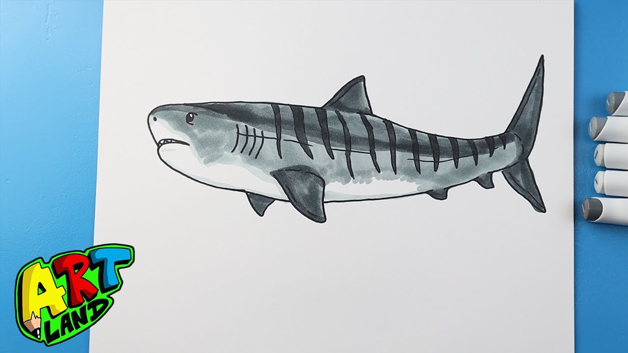 How to Draw a Tiger Shark