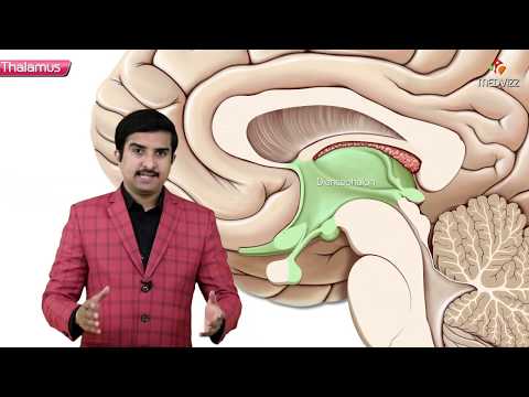 Gross anatomy of Thalamus ( Part 1 ) - Introduction and Relations | Animated Neuroanatomy