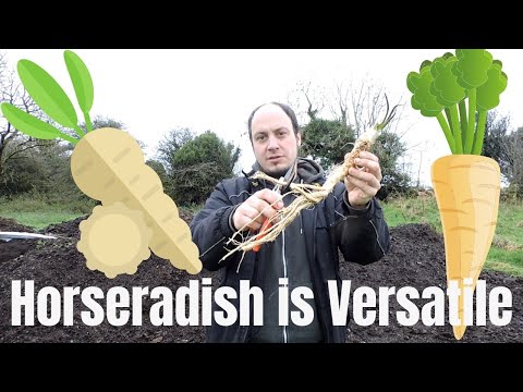 Horseradish Harvest - Perennial Medicinal Spice