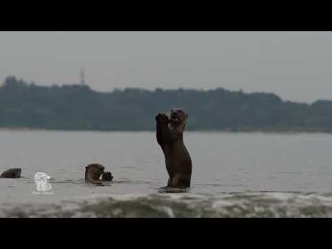 Open water survival, Otter pup learning to eat with the incoming waves