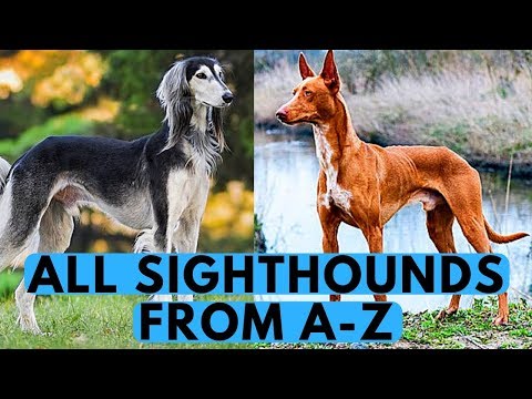 All Sighthound Dog Breeds List (from A to Z)