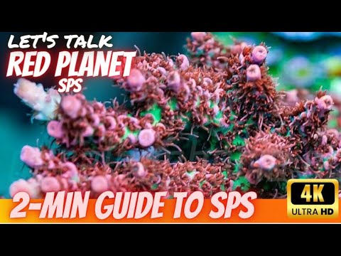 Red Planet Acropora sps Coral - Natural Coral in your Aquarium