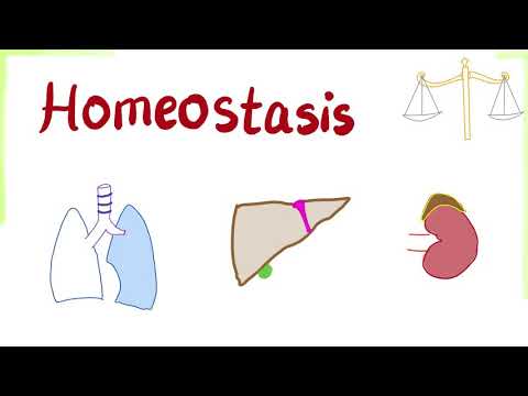 Homeostasis - How Your Body Keeps its Balance - Physiology Series