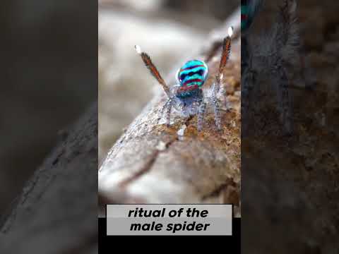 Dazzling Dance of the Peacock Spider: Unveiling Hidden Survival Significance