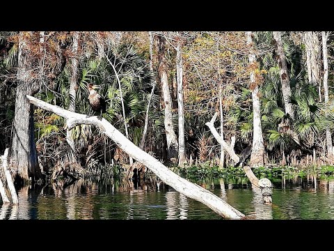 The Double Crested Cormorant and the Anhinga